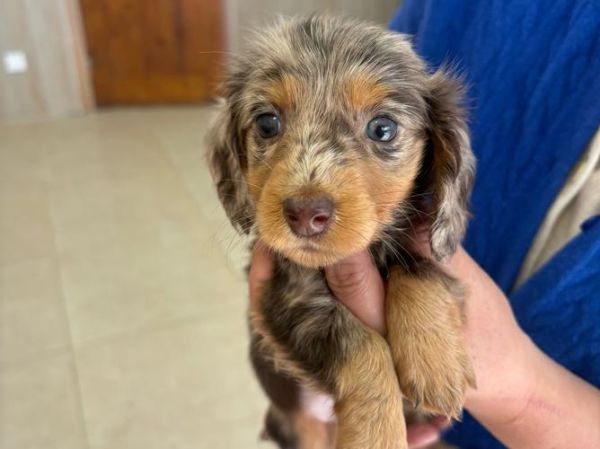 小腊肠犬多少钱一只_纯种与串串价格差多少-第2张图片-山城妙识