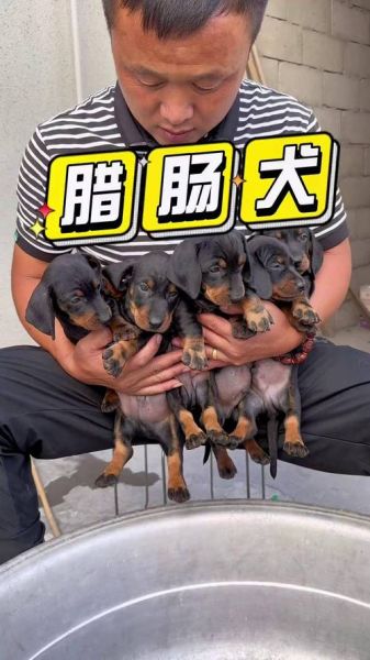 小腊肠犬多少钱一只_纯种与串串价格差多少-第3张图片-山城妙识