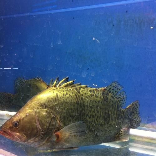 桂花鱼是淡水鱼还是海水鱼_养殖桂花鱼水质要求-第3张图片-山城妙识