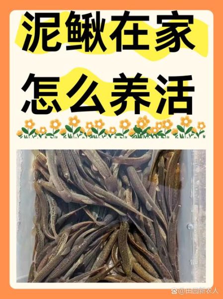 家养泥鳅怎么养_泥鳅在家能活多久-第1张图片-山城妙识