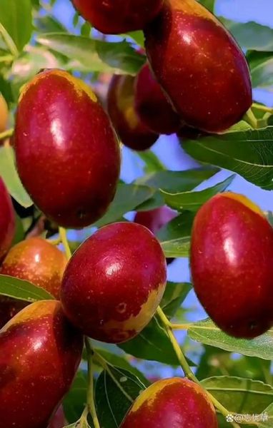 红枣图片大全大图唯美_红枣高清壁纸怎么选-第3张图片-山城妙识