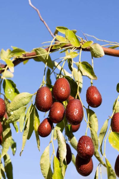 红枣图片大全大图唯美_红枣高清壁纸怎么选-第2张图片-山城妙识