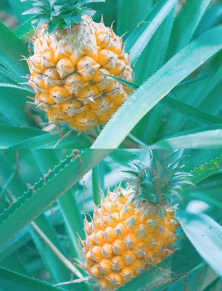 台湾凤梨还能吃吗_台湾凤梨事件真相-第2张图片-山城妙识