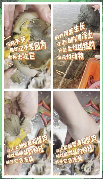 青蟹怎么杀死它_青蟹杀前怎么处理-第3张图片-山城妙识