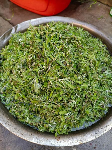 田艾草图片_如何辨别真假田艾草-第2张图片-山城妙识