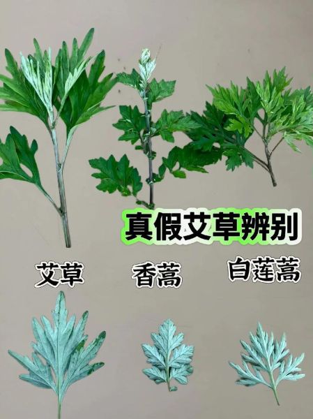 田艾草图片_如何辨别真假田艾草-第1张图片-山城妙识