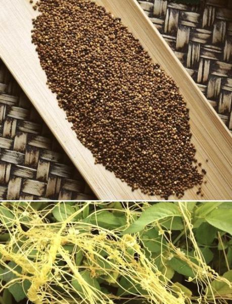 菟丝子补肾最佳配伍_菟丝子与什么搭配最补肾-第3张图片-山城妙识