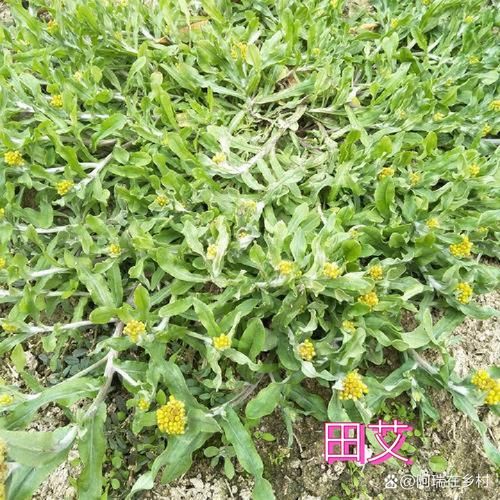 田艾草图片_如何辨别真假田艾草-第3张图片-山城妙识