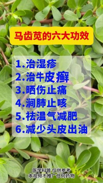 马齿苋治湿疹多久见效_马齿苋治湿疹怎么用-第2张图片-山城妙识