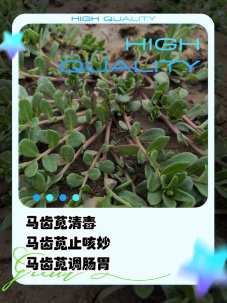 马齿苋治湿疹多久见效_马齿苋治湿疹怎么用-第3张图片-山城妙识