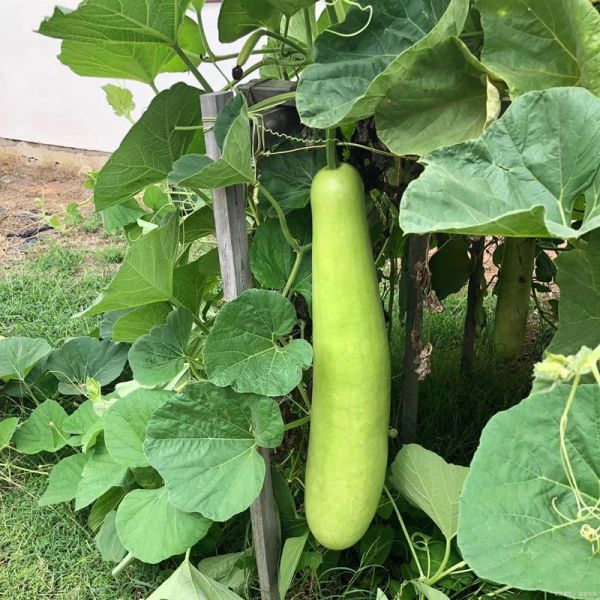 瓠子的营养价值_瓠子适合什么人吃-第2张图片-山城妙识