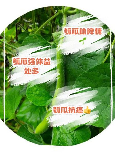 瓠子的营养价值_瓠子适合什么人吃-第3张图片-山城妙识
