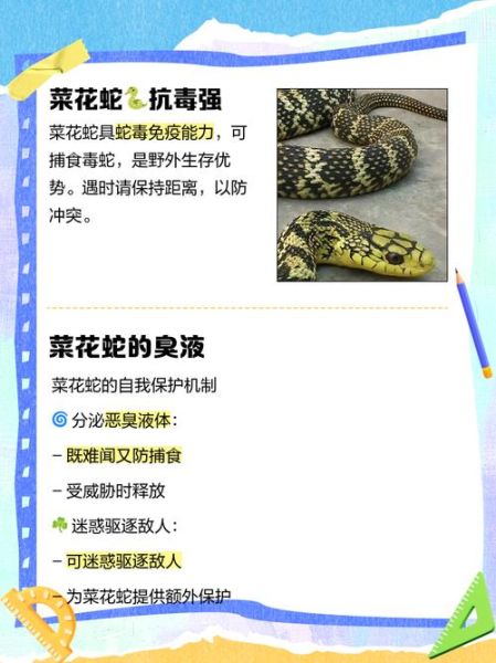 吃菜花蛇的好处和坏处_菜花蛇能不能吃-第1张图片-山城妙识