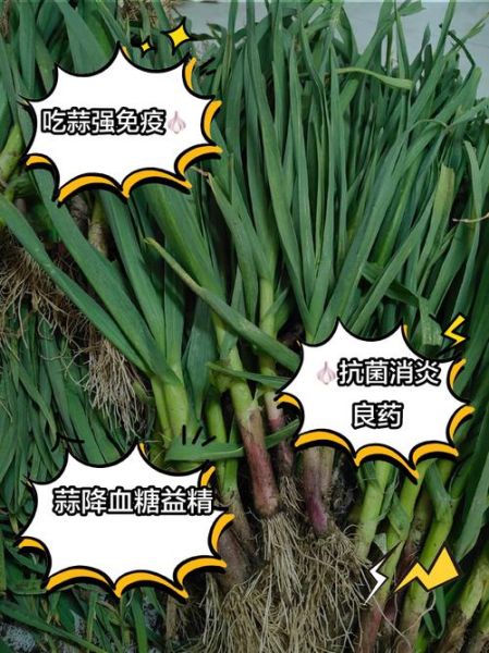 大蒜的功效与作用有哪些_生吃还是熟吃好-第1张图片-山城妙识