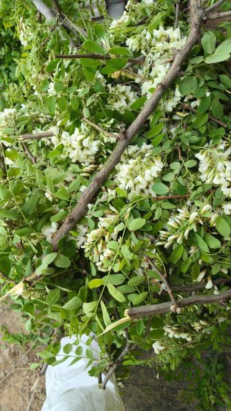 槐花什么时候开花_槐花几月开-第1张图片-山城妙识 槐花什么时候开花_槐花几月开-第1张图片-山城妙识