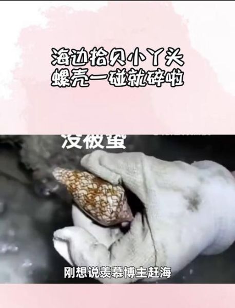 鸡心螺毒性有多强_鸡心螺中毒症状有哪些-第1张图片-山城妙识