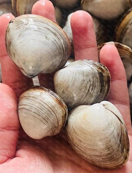 白蚬子和花蛤的区别_哪个更鲜美-第3张图片-山城妙识 白蚬子和花蛤的区别_哪个更鲜美-第3张图片-山城妙识