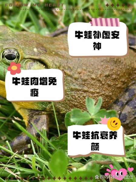 牛蛙君和快泳蛙的区别_牛蛙君和快泳蛙哪个强-第2张图片-山城妙识 牛蛙君和快泳蛙的区别_牛蛙君和快泳蛙哪个强-第2张图片-山城妙识