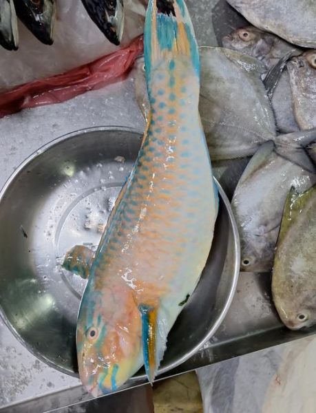 苏眉鱼为什么贵_苏眉鱼多少钱一斤-第1张图片-山城妙识