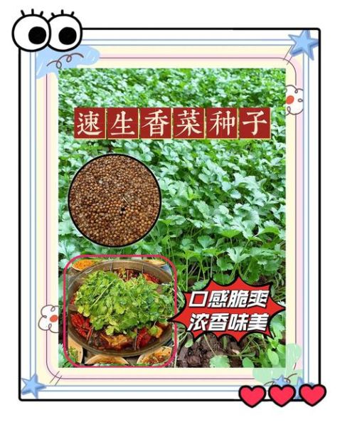 香菜籽怎么吃_香菜籽的功效与作用-第2张图片-山城妙识