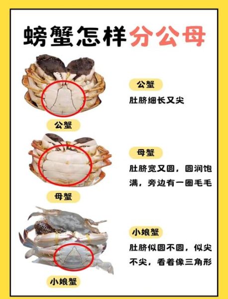 大闸蟹什么时候最肥_公蟹母蟹最佳品尝期-第3张图片-山城妙识