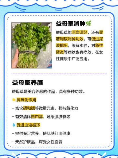 益母草的功效与作用_益母草怎么喝最有效-第2张图片-山城妙识