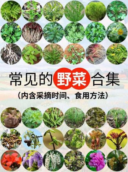 野菜图片大全及名字和功效_哪些野菜可以吃-第2张图片-山城妙识