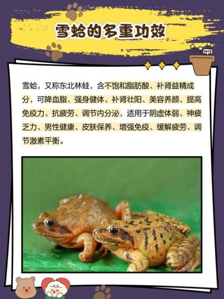 雪蛤的制作过程残忍吗_雪蛤是怎么来的-第2张图片-山城妙识 雪蛤的制作过程残忍吗_雪蛤是怎么来的-第2张图片-山城妙识