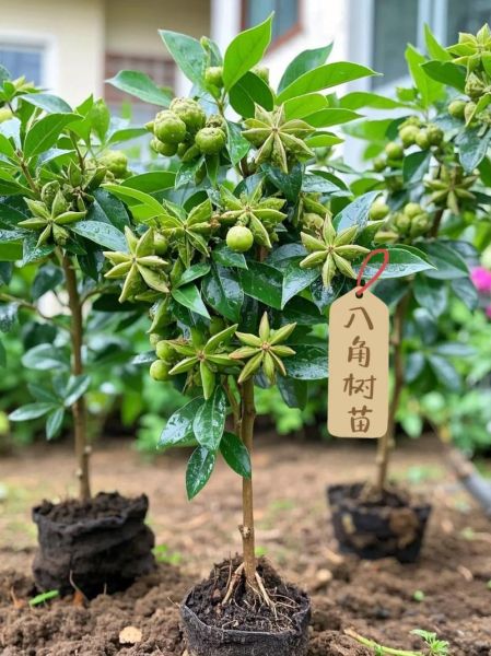 八角树苗批发价格_八角树苗多少钱一棵-第1张图片-山城妙识