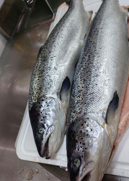 三文鱼多少钱一斤_新鲜三文鱼价格行情-第3张图片-山城妙识 三文鱼多少钱一斤_新鲜三文鱼价格行情-第3张图片-山城妙识