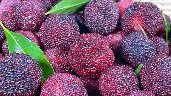 小苏打可以洗外阴瘙痒吗_外阴瘙痒用苏打水正确方法-第1张图片-山城妙识 小苏打可以洗外阴瘙痒吗_外阴瘙痒用苏打水正确方法-第1张图片-山城妙识