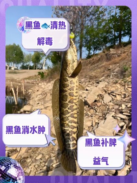 黑鱼多少钱一斤_黑鱼价格行情最新价-第3张图片-山城妙识