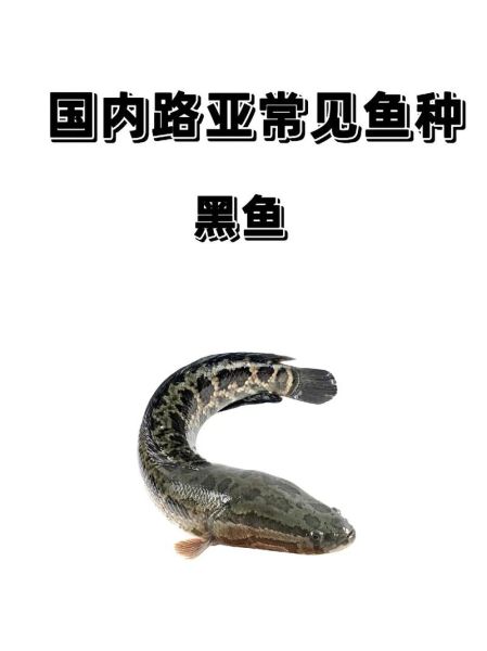 黑鱼多少钱一斤_黑鱼价格行情最新价-第2张图片-山城妙识