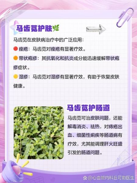 晒干的马齿苋有什么功效_马齿苋干怎么吃效果最好-第3张图片-山城妙识 晒干的马齿苋有什么功效_马齿苋干怎么吃效果最好-第3张图片-山城妙识