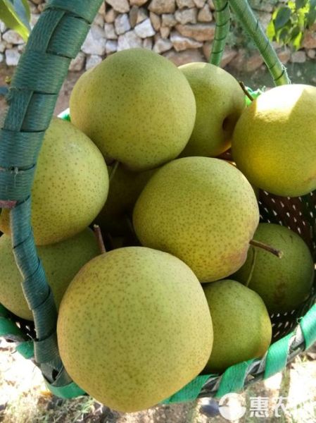 白梨图片怎么拍好看_白梨图片后期调色教程-第3张图片-山城妙识 白梨图片怎么拍好看_白梨图片后期调色教程-第3张图片-山城妙识