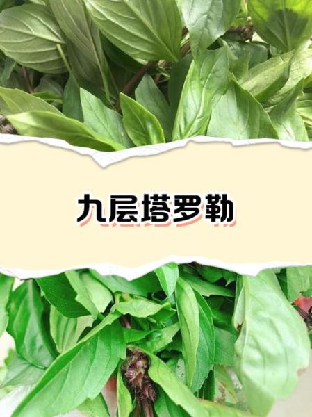 罗勒怎么养_罗勒和九层塔的区别-第1张图片-山城妙识