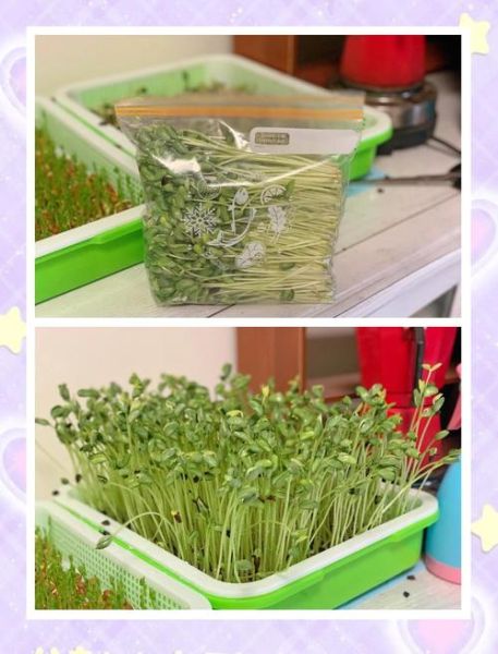 黑豆芽怎么发_黑豆芽图片大全-第1张图片-山城妙识 黑豆芽怎么发_黑豆芽图片大全-第1张图片-山城妙识