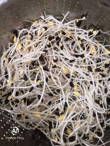 黑豆芽怎么发_黑豆芽图片大全-第2张图片-山城妙识 黑豆芽怎么发_黑豆芽图片大全-第2张图片-山城妙识