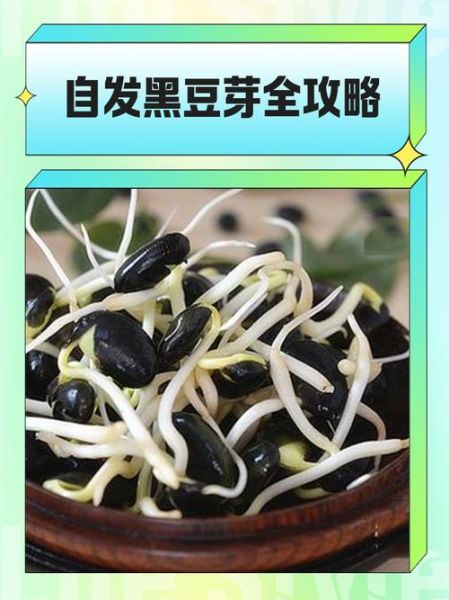 黑豆芽怎么发_黑豆芽图片大全-第3张图片-山城妙识 黑豆芽怎么发_黑豆芽图片大全-第3张图片-山城妙识