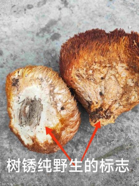 干猴头菇怎么泡发_干猴头菇的营养价值高吗-第2张图片-山城妙识