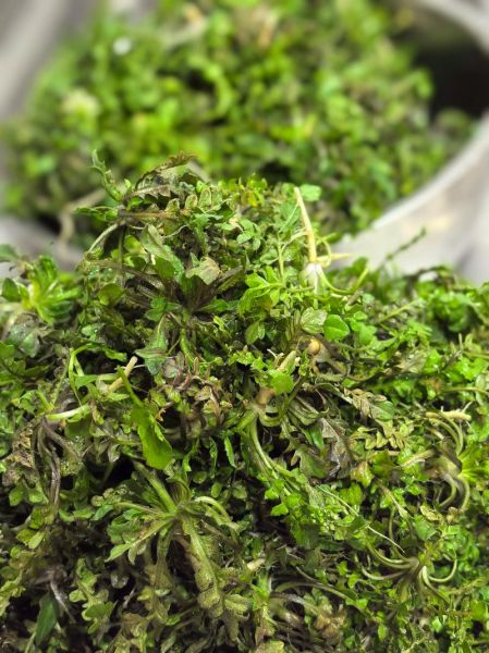 荠菜水饺馅怎么做_荠菜水饺馅的简单做法-第2张图片-山城妙识