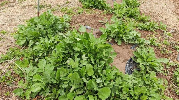 雪里红什么时候种植最好_雪里红种植时间-第2张图片-山城妙识