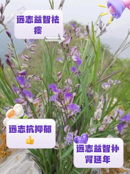 蜜远志的功效与作用_蜜远志怎么吃效果最好-第1张图片-山城妙识