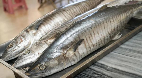 土魠鱼和马鲛鱼一样吗_土魠鱼与马鲛鱼的区别-第3张图片-山城妙识 土魠鱼和马鲛鱼一样吗_土魠鱼与马鲛鱼的区别-第3张图片-山城妙识