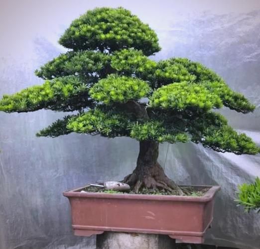 四大镇宅之树有哪些_镇宅树怎么选-第2张图片-山城妙识