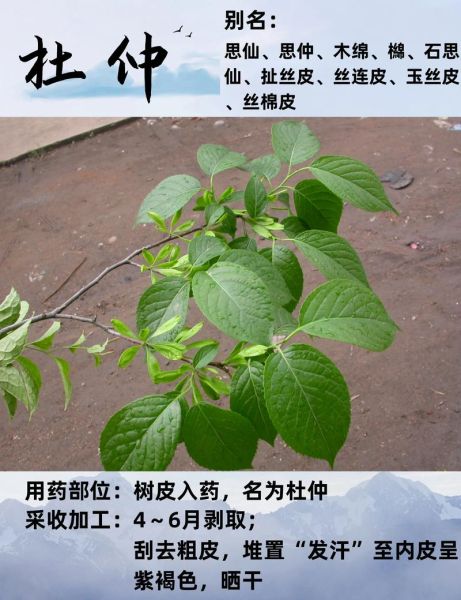 杜仲图片长什么样_杜仲功效图片有哪些作用-第3张图片-山城妙识