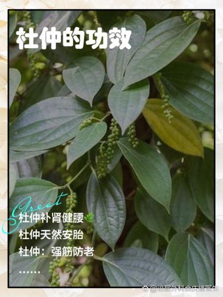 杜仲图片长什么样_杜仲功效图片有哪些作用-第2张图片-山城妙识