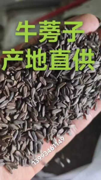 牛蒡根多少钱一斤_牛蒡根价格行情-第2张图片-山城妙识