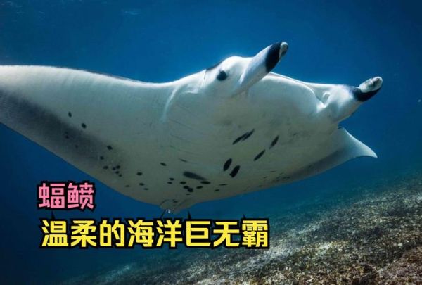 魔鬼鱼为什么没人吃_渔民为何放生蝠鲼-第3张图片-山城妙识