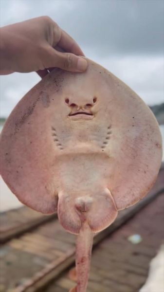 魔鬼鱼为什么没人吃_渔民为何放生蝠鲼-第1张图片-山城妙识